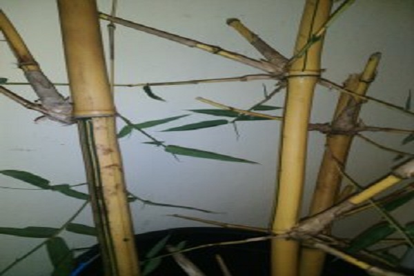 Tanaman Hias "Bambu Kuning" | SAYA SUKA BUNGA