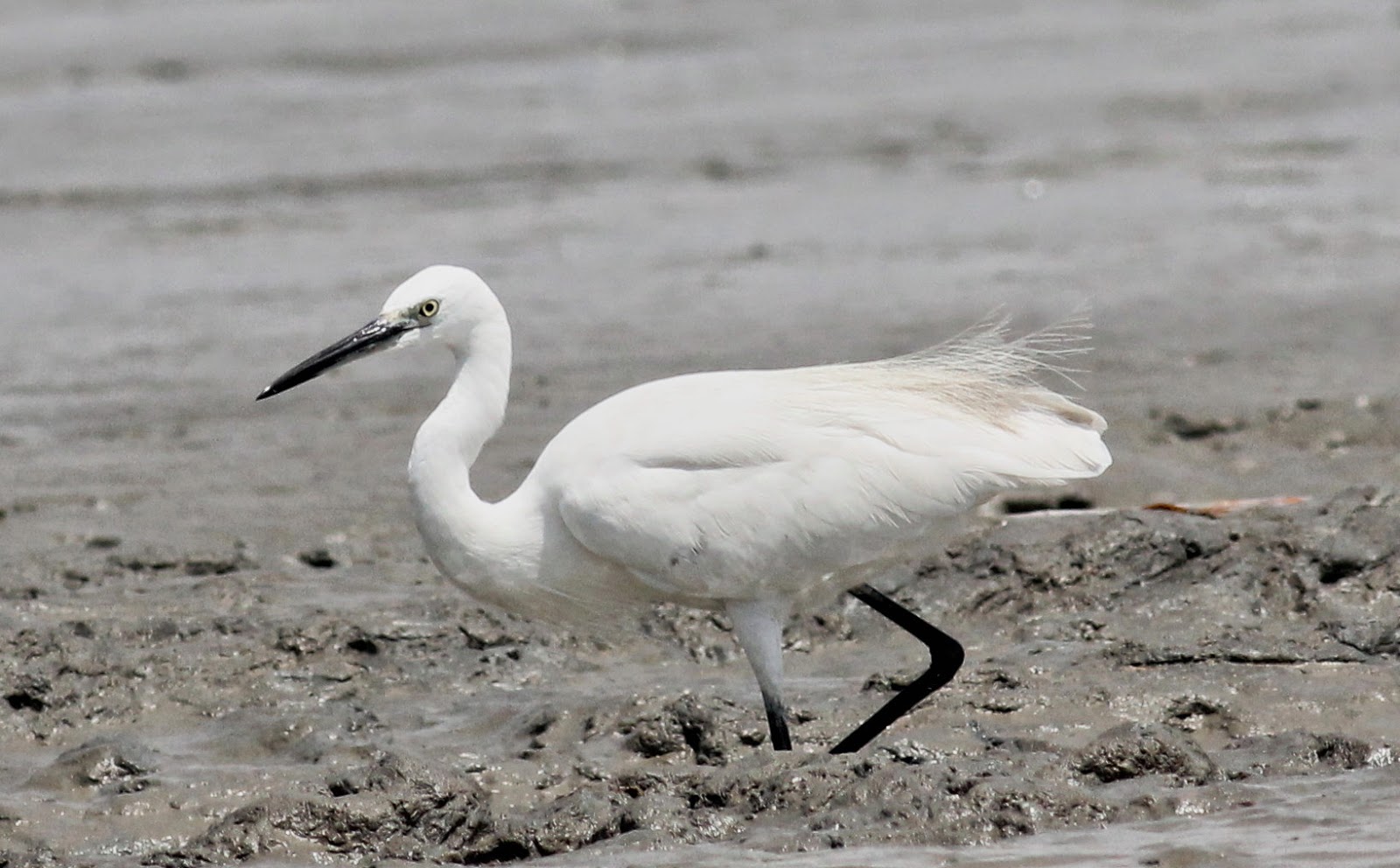 Ron-Nature-Adventures: Little Egret (Egretta garzettta garzetta)