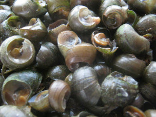 Mommy Afnan: RESEPI GULAI SIPUT SEDUT KELANTAN