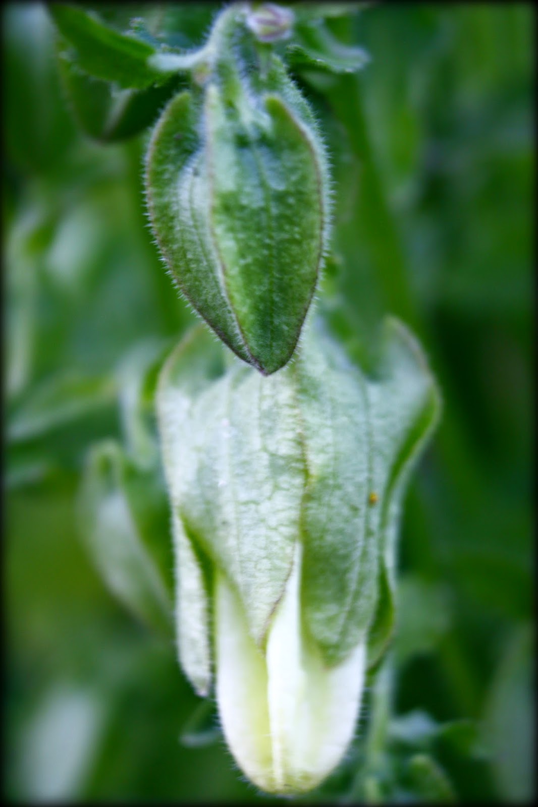 Gardening in the extreme north: august 2014