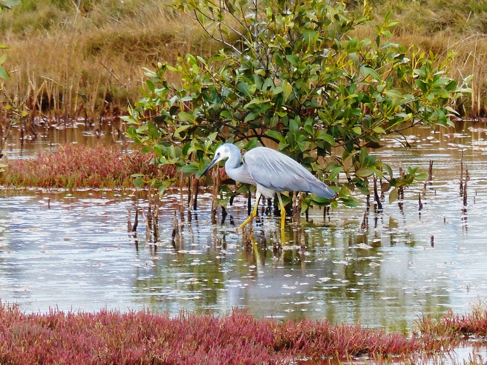 National Park Odyssey: Boondall Wetlands, Brisbane QLD