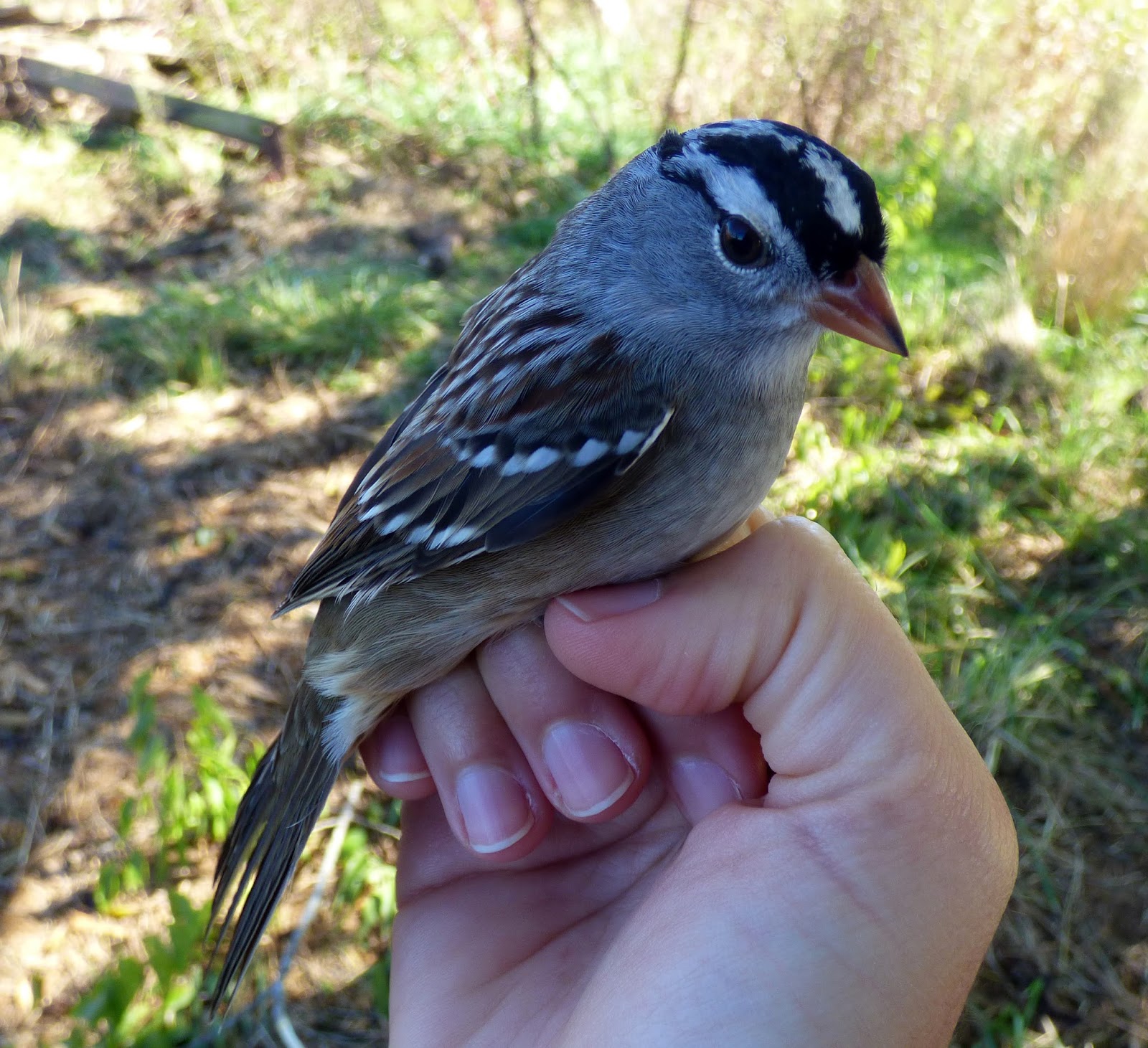 Birds on the brain: Gambling on a Gambel's Sparrow