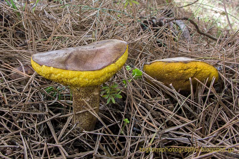 Tagton's PHOTOGRAPHY: Suillus collinitus