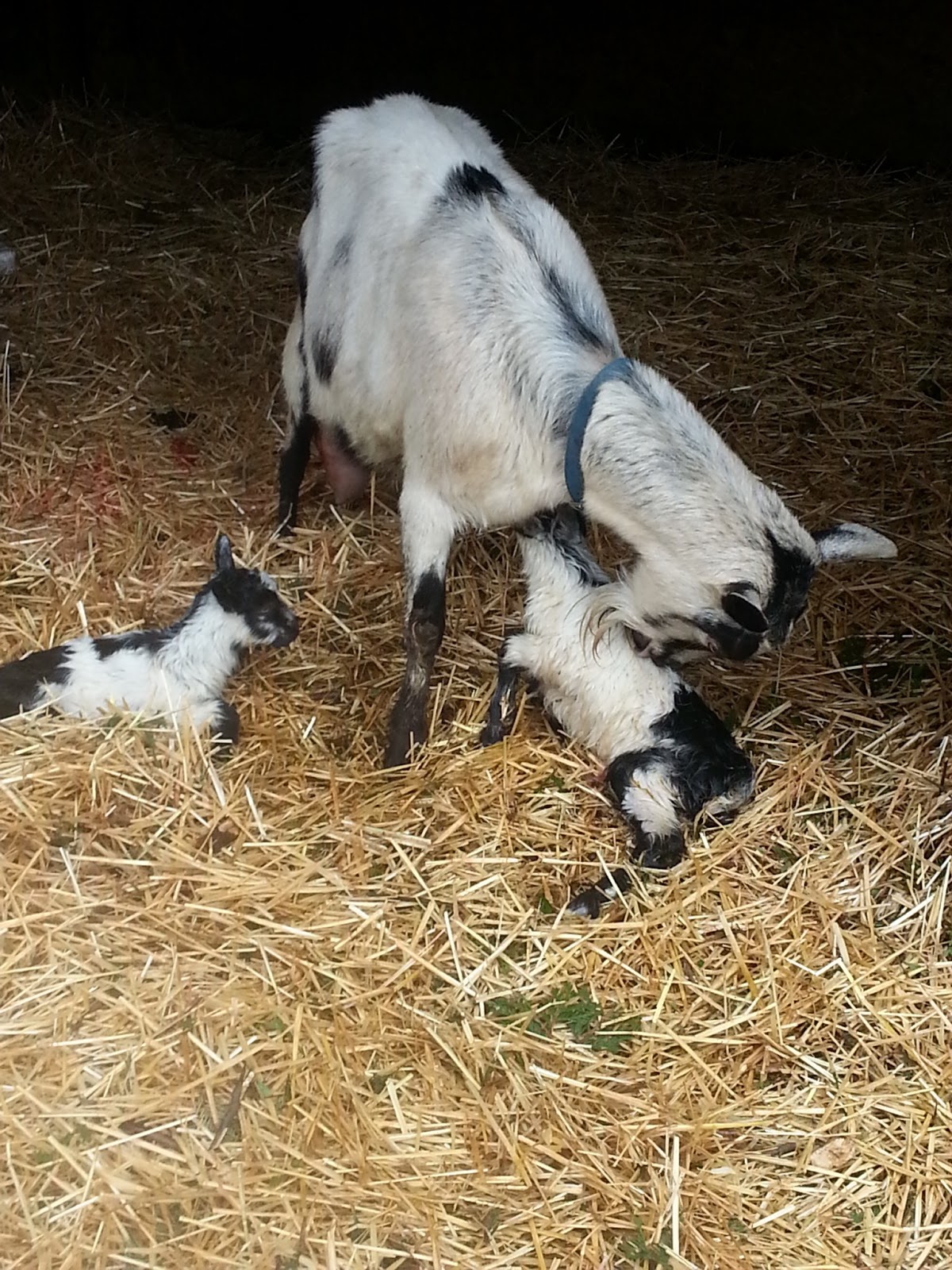 Little Rascals Farm - Home to a Fiber Artist