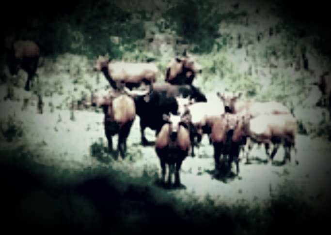 Pengertian Populasi Dalam Biologi