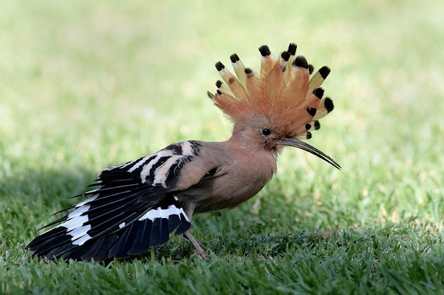 Pasari frumoase: Pupăza-Pupaza este o pasare colorata unica prin ...