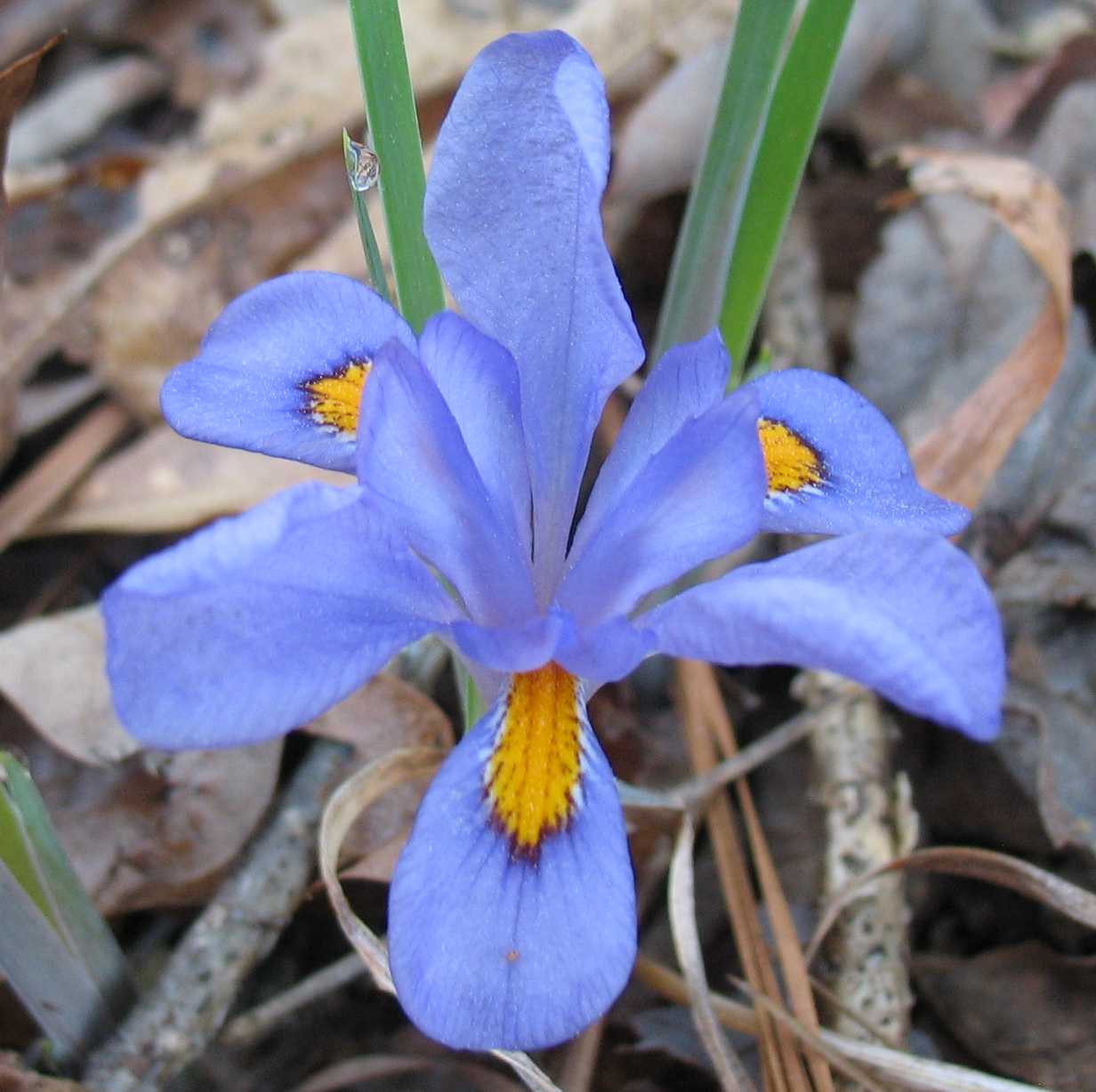 Using Georgia Native Plants: Spring Blues