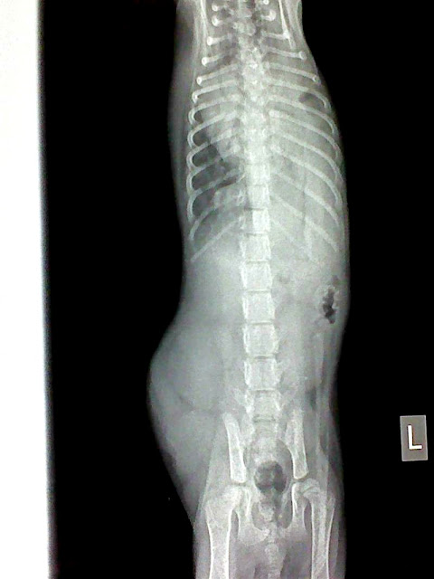 Urgent appeal for funds for Miracle, a kitten with diaphragmatic hernia ...