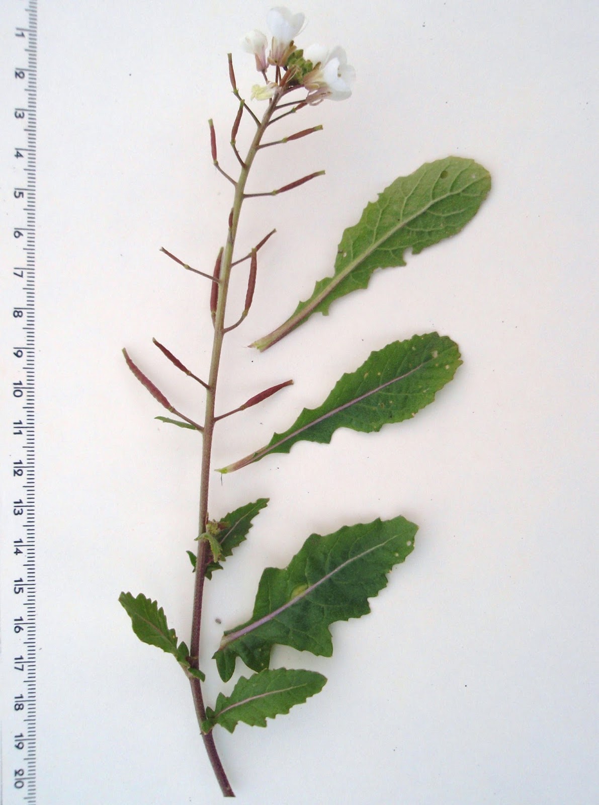 HERBARIO VIRTUAL DE BANYERES DE MARIOLA Y ALICANTE: Diplotaxis ...