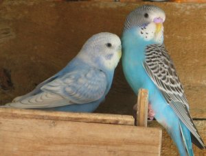 BIRD'S INFORMATION : The Beautiful Spangle Budgie