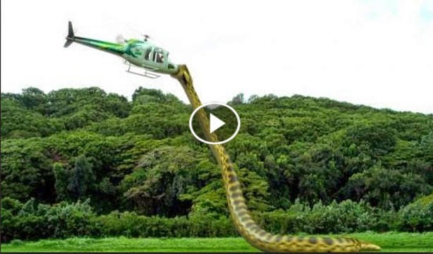 The best animal: BIGGEST SNAKE EVER ! GIANT SNAKE ANACONDA Attacks A ...