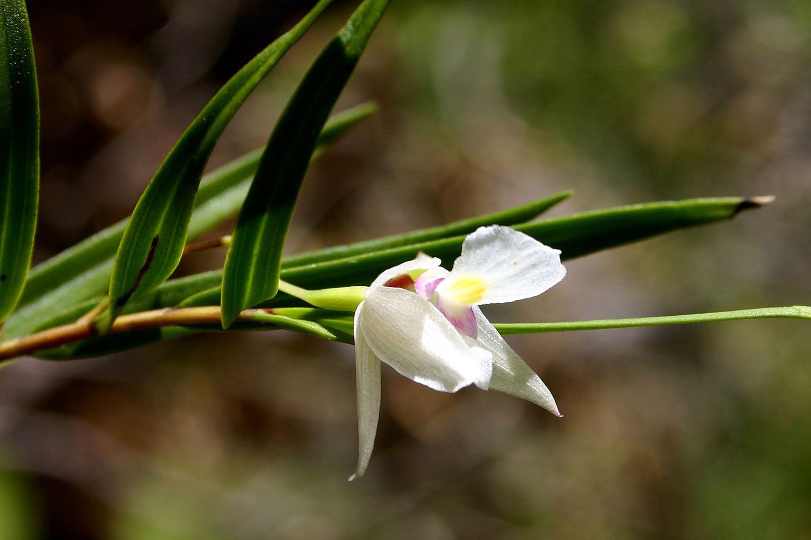 Tony Foster (Author of Plant Heritage New Zealand)