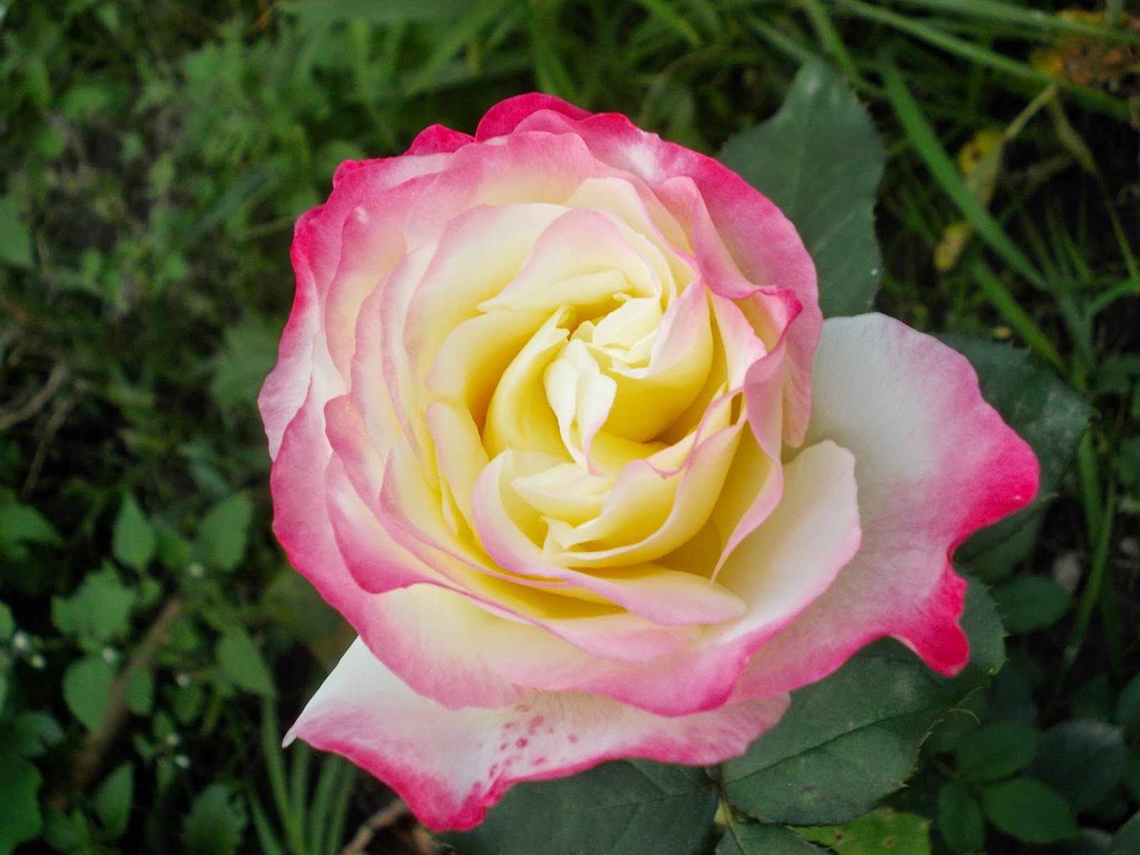 Susie cu ochii negri: Florile Toamnei