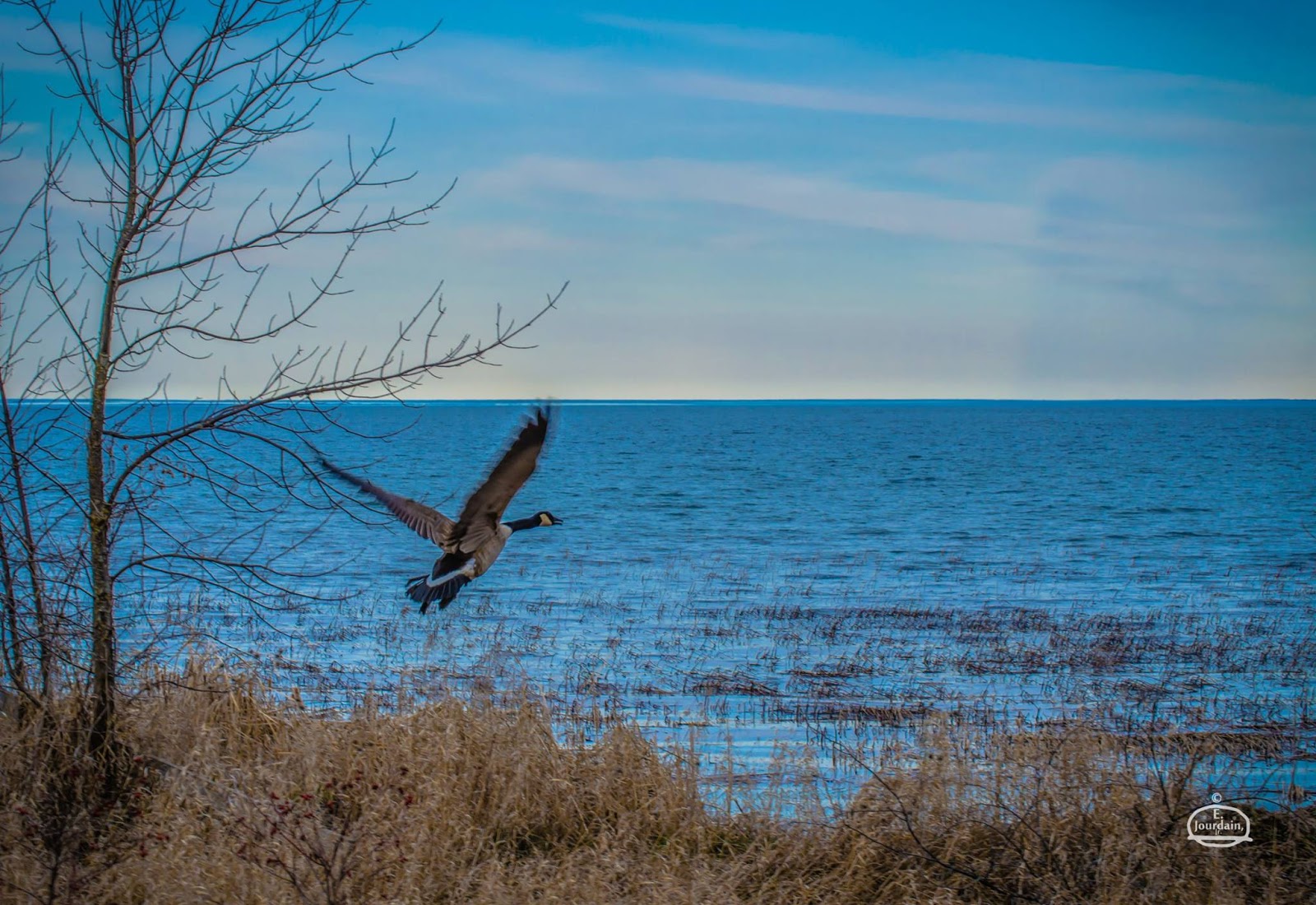 Red Lake Rosie's Rescue: Wildlife of Red Lake Nation