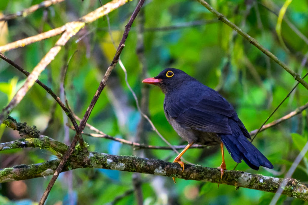 Aves de Colombia: Mirla Común / Turdus fuscater / Great Thrush