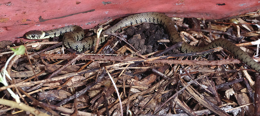 DavesBirdingDiary: Common Grass Snake ( Natrix natrix ) . The Exminster ...