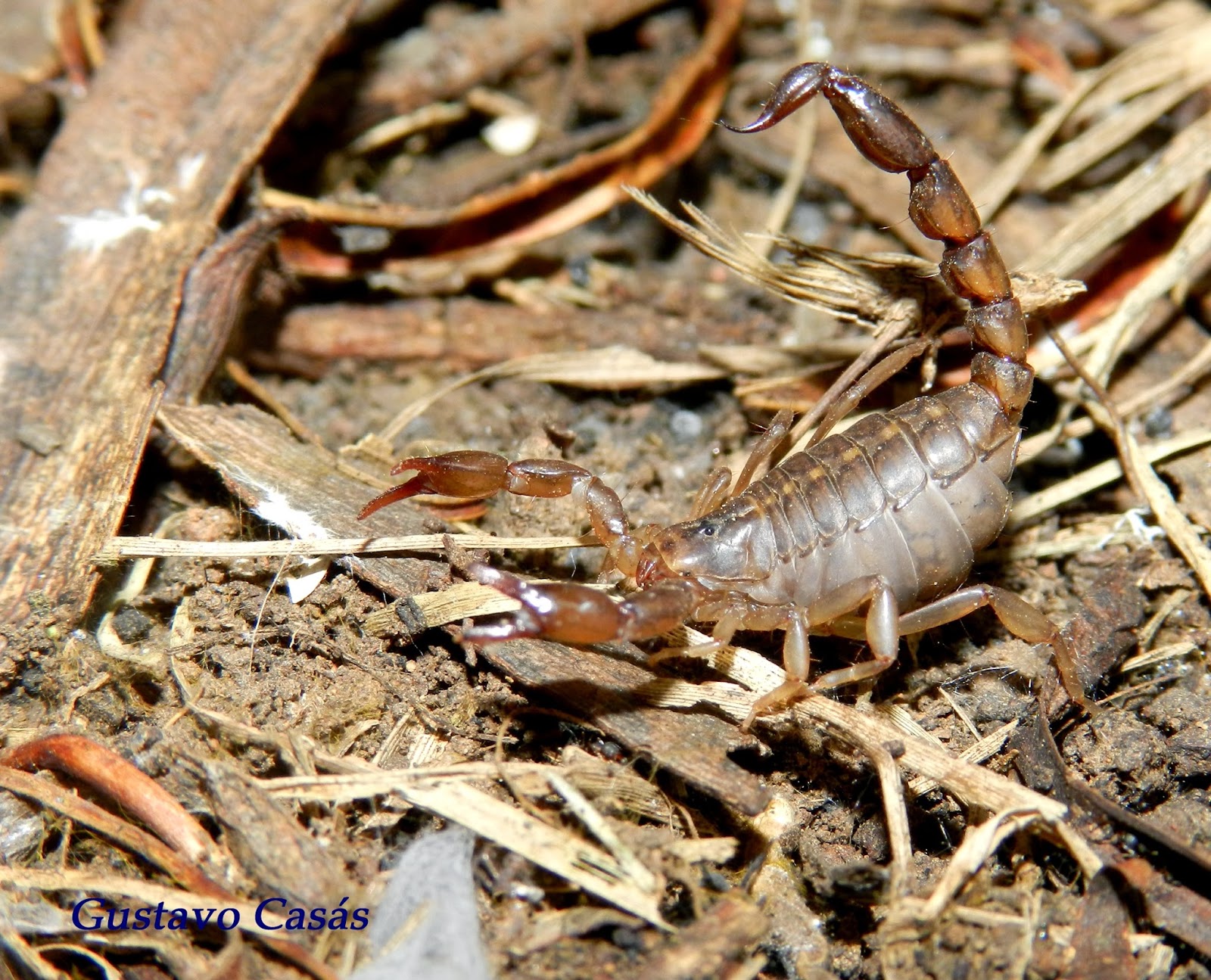 ARACNIDOS: Bothriurus buecherli - Escorpión o Alacrán.