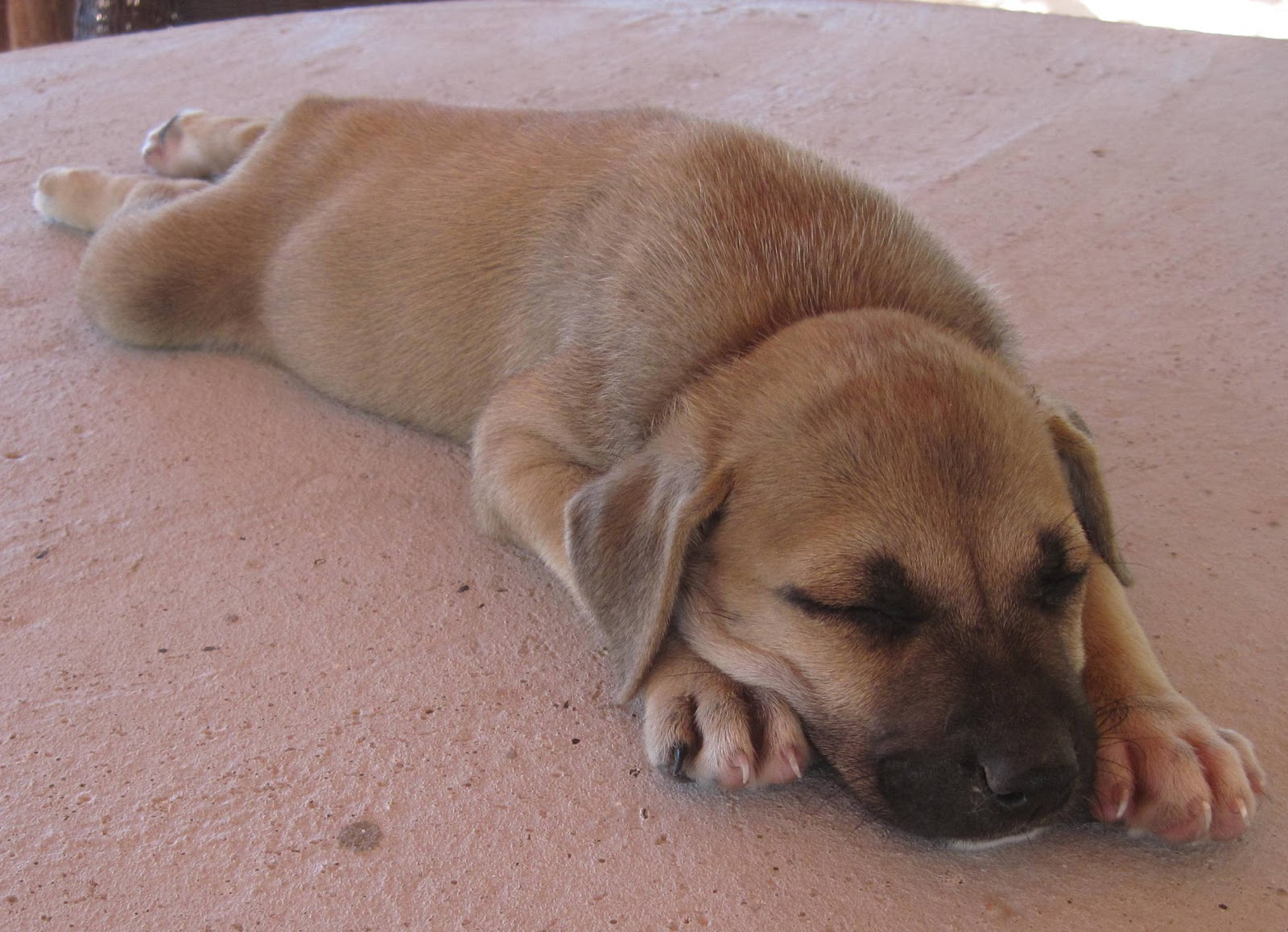 Winjama: Animals Hatch Plot to Join Families