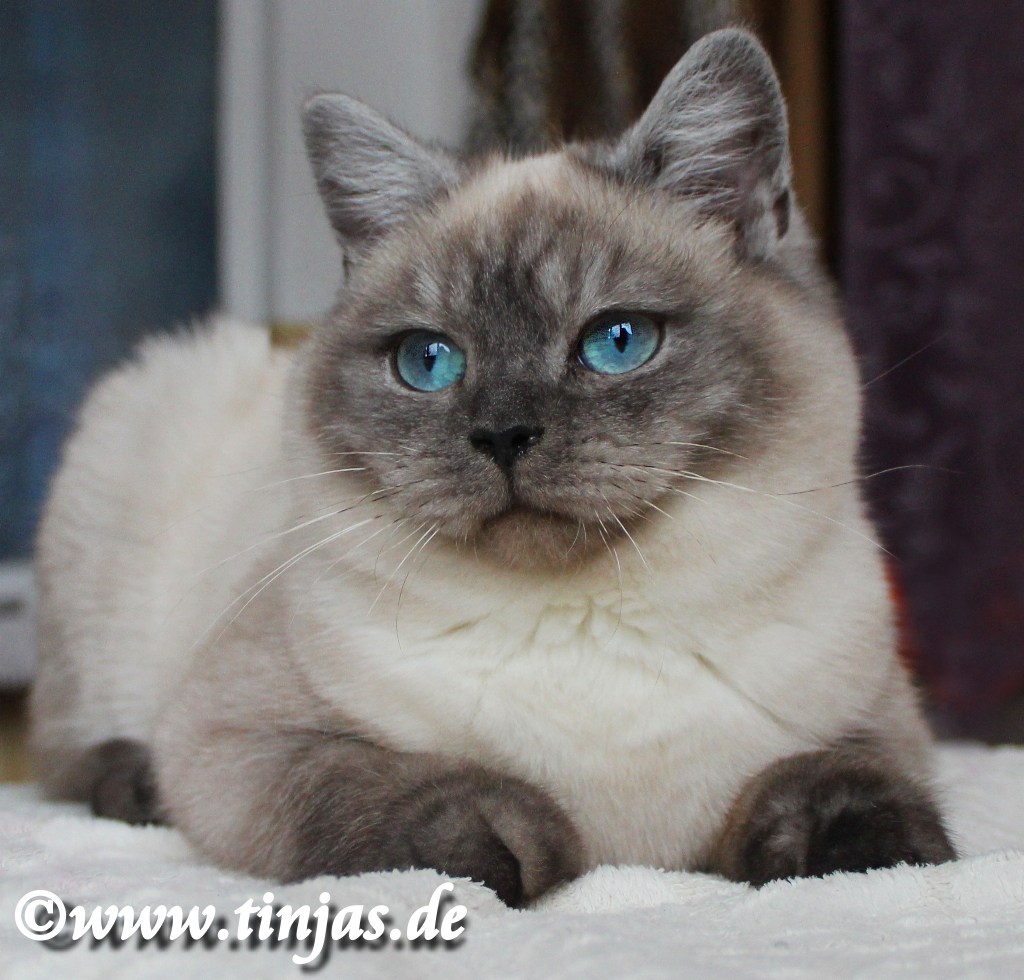 Britisch Kurzhaar und Scottish Fold Rassekatzen in cinnamon und point