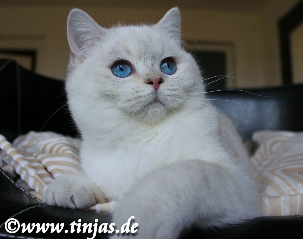 Britisch Kurzhaar (BKH) Kitten und Britisch Langhaar Katzenbabys ...