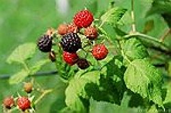 mur planta medicinala-blackberry herb | farmacia naturala