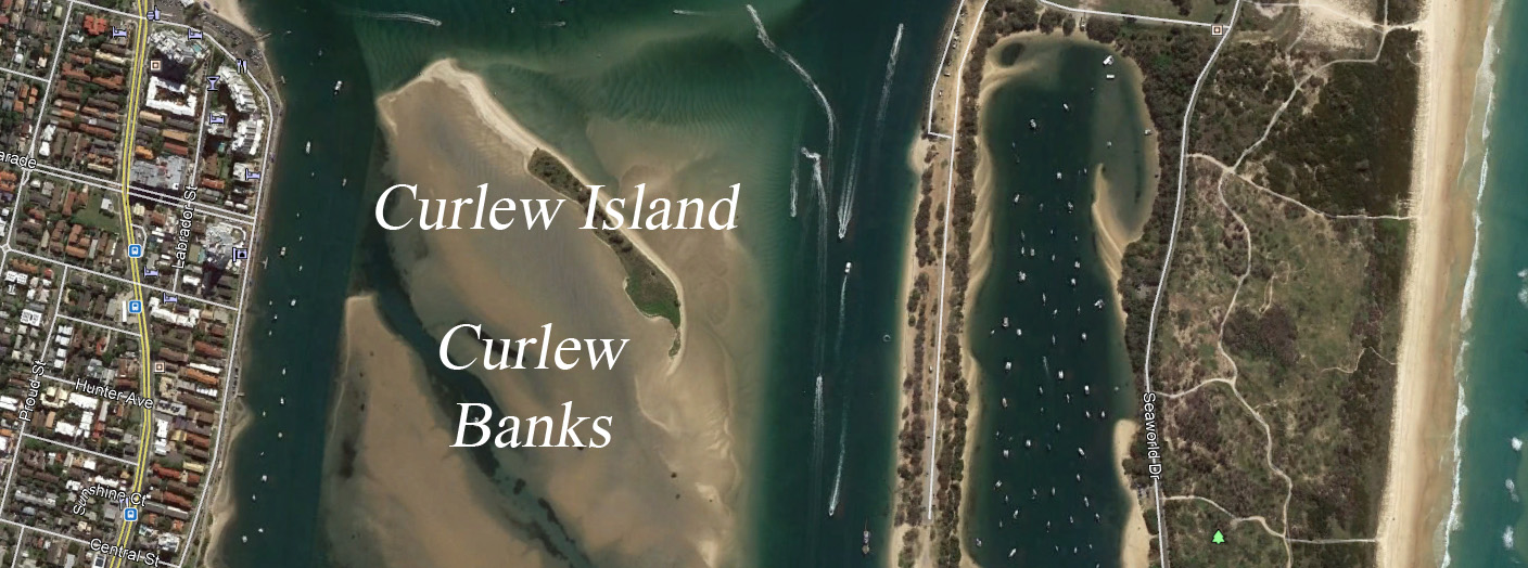 Gold Coast Shorebirds: Curlew Island