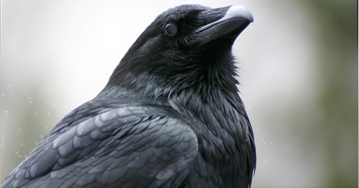 Clancy Tucker's Blog: 19 June 2017 - BIRDS THAT USE TOOLS