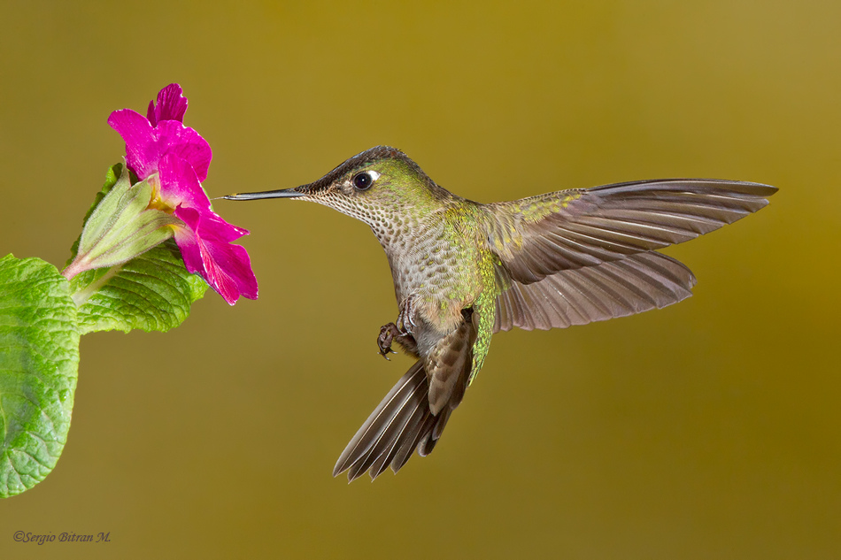 Escuela 3. Distrito Escolar 20. República Francesa: LA LEYENDA DEL PICAFLOR