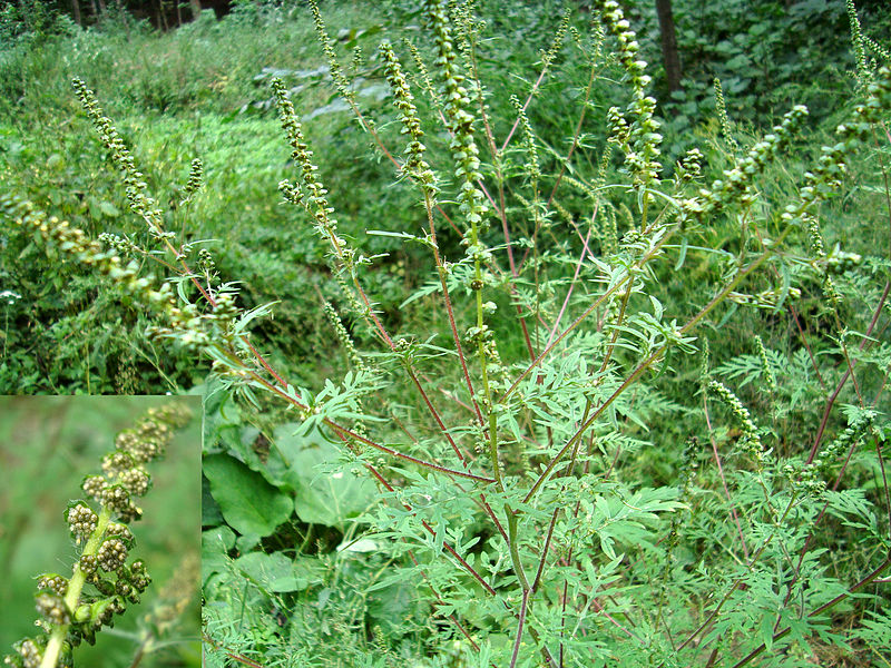 Stories from the Wigwam: Medicinal Monday...The Benefits of Ragweed