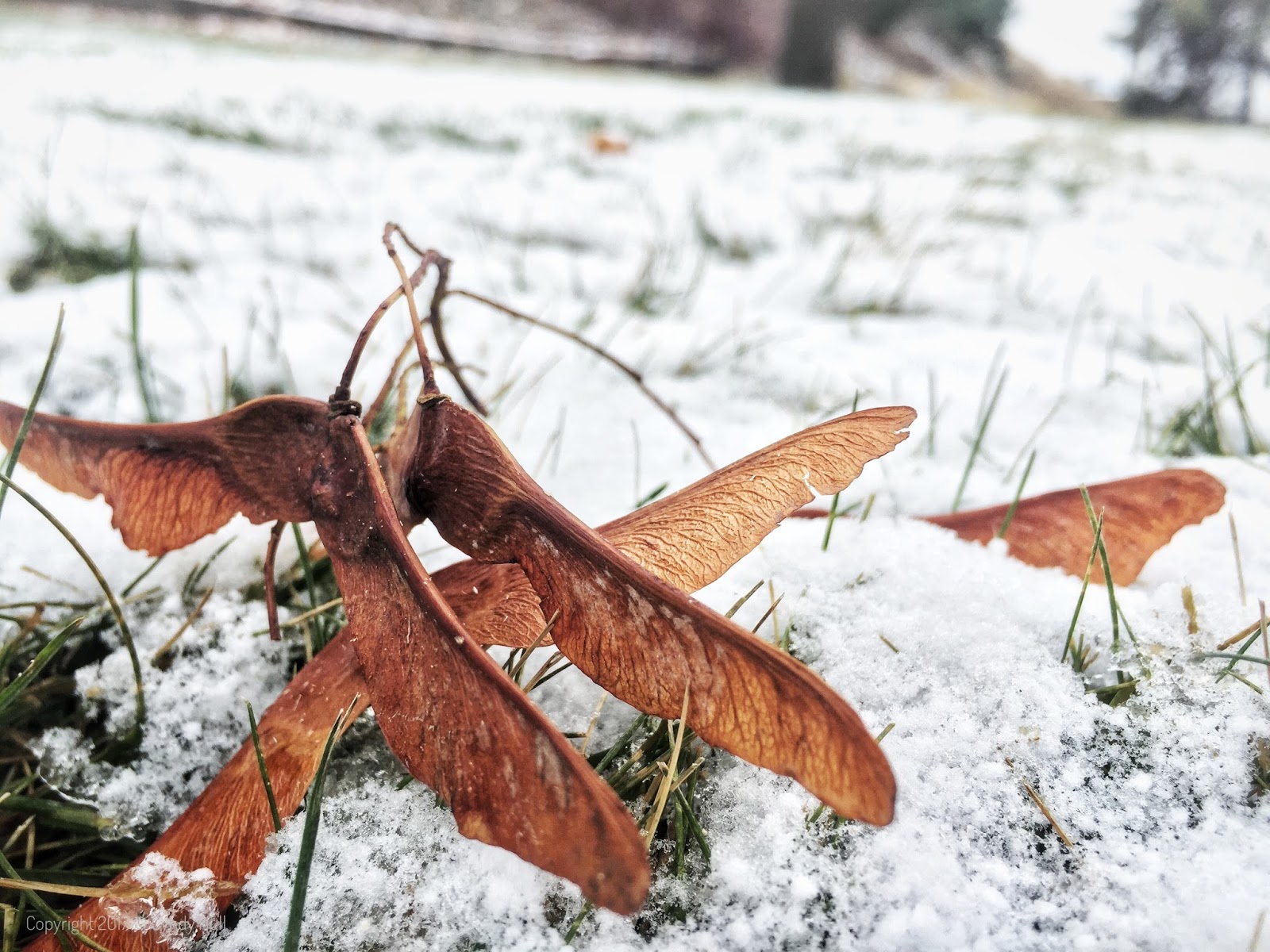 Montana 1 a day.com: Skiff Of Snow - Missoula, Montana