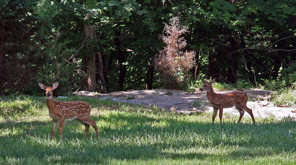 John and Sigrid's Adventures: More Baby Deer Photos John and Sigrid's Adventures: More Baby Deer Photos