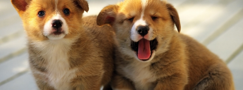 Dog Facebook Covers - Học tiếng nhật, java và mọi thứ