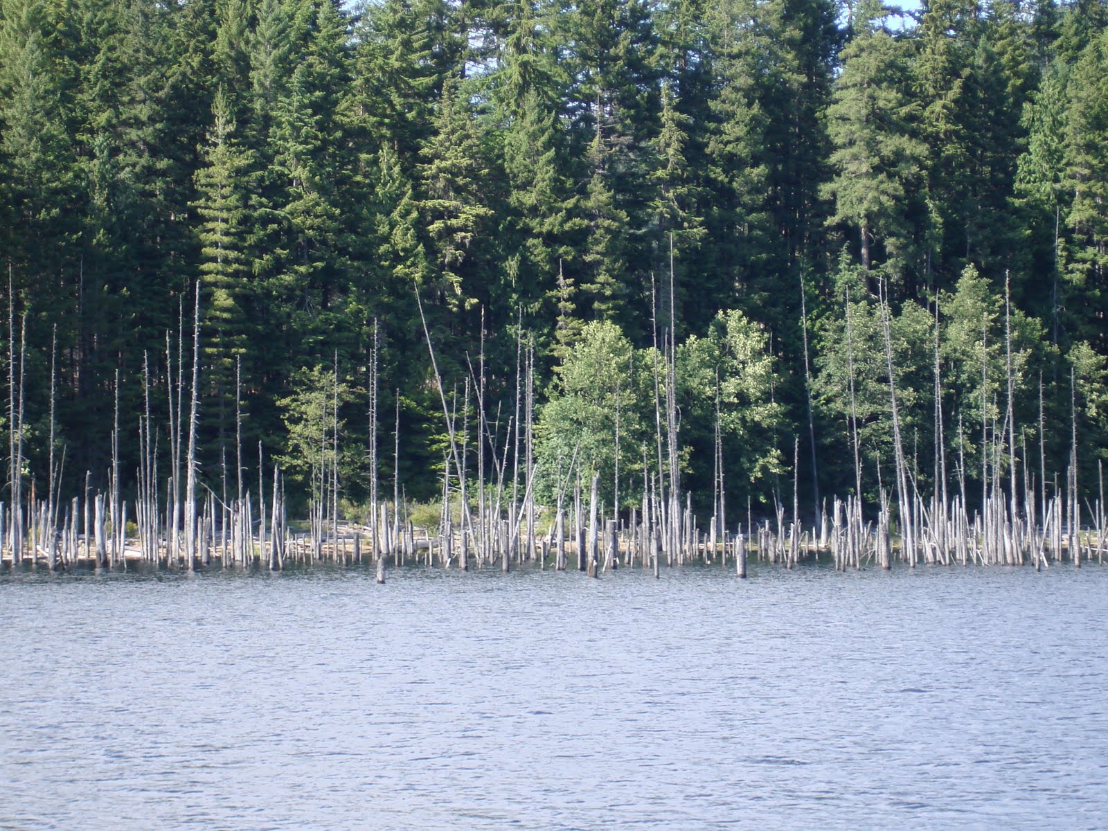 The fortunate fisherman: Lois lake net pens