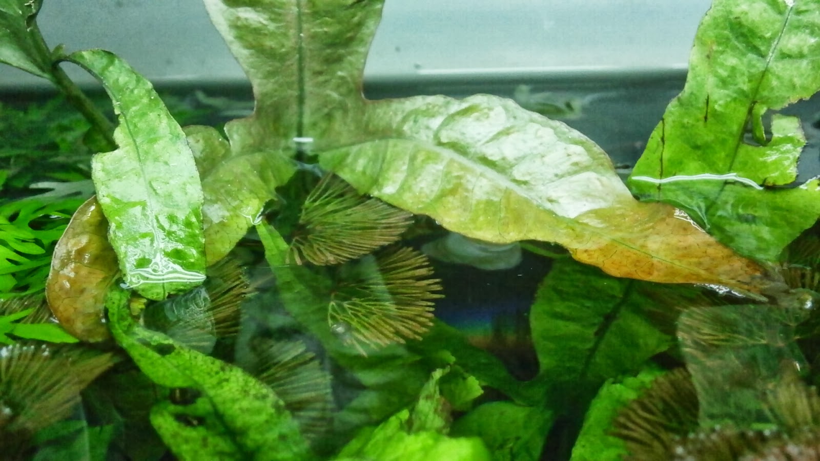 It's All About Aquascaping!: Red Java Fern Update
