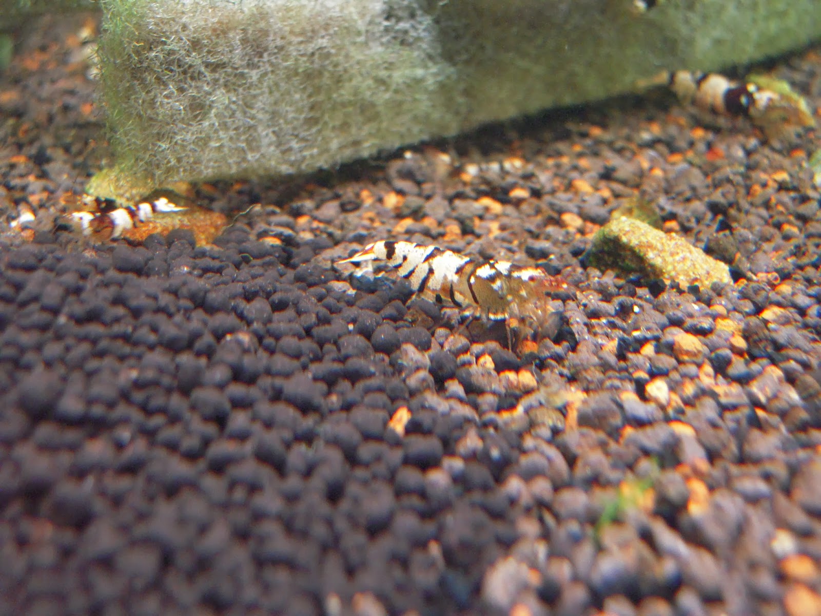 Crystal Red Shrimp: White Tiger Bee Shrimp