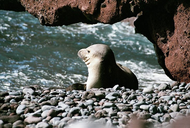 Lobo Marinho - Somos Madeira
