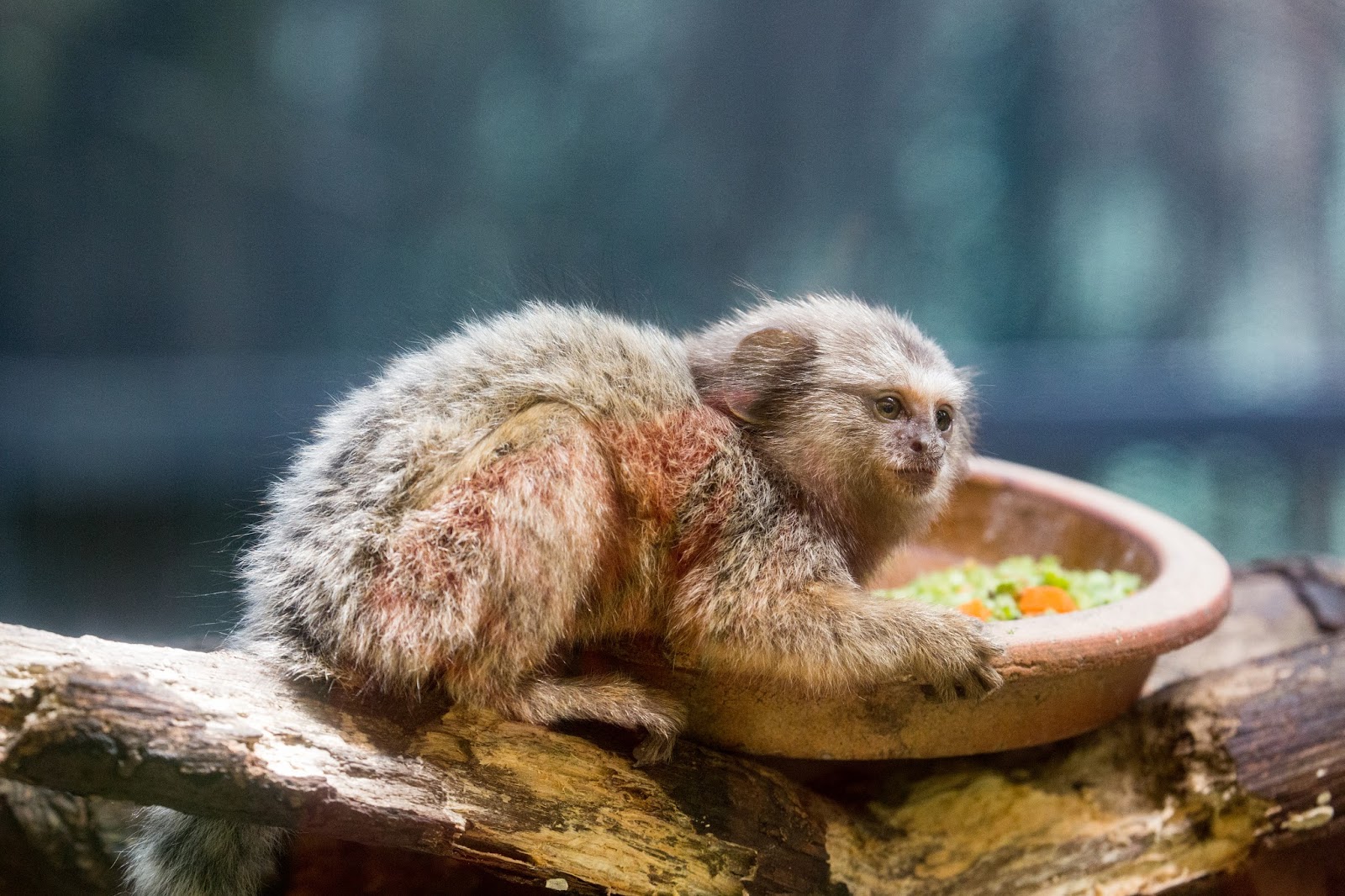 Sunway Lagoon encourages a fun way to learn about wildlife