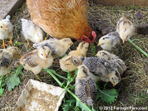 Farmgirl Fare: Tail End of the Week: Get Your Friday Farm Fix #5