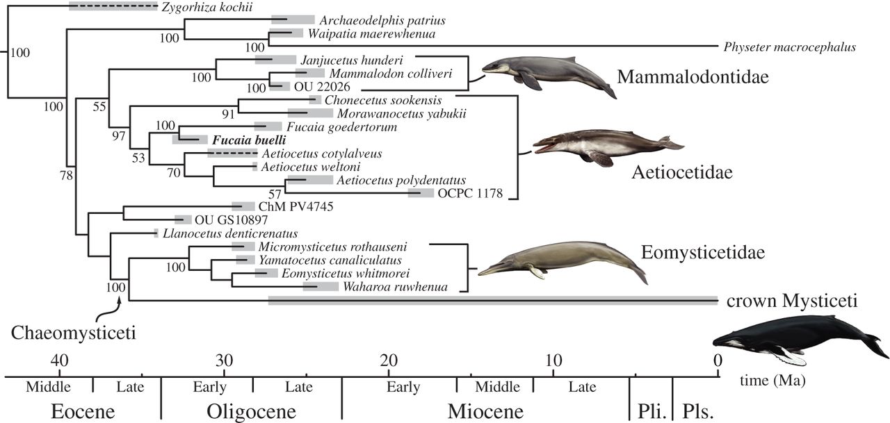 Species New to Science: [PaleoMammalogy • 2015] Fucaia buelli • A New ...