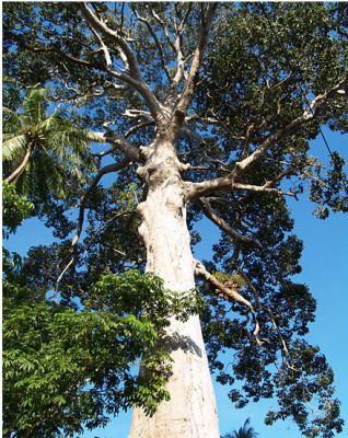 Flora of India: State Trees of India