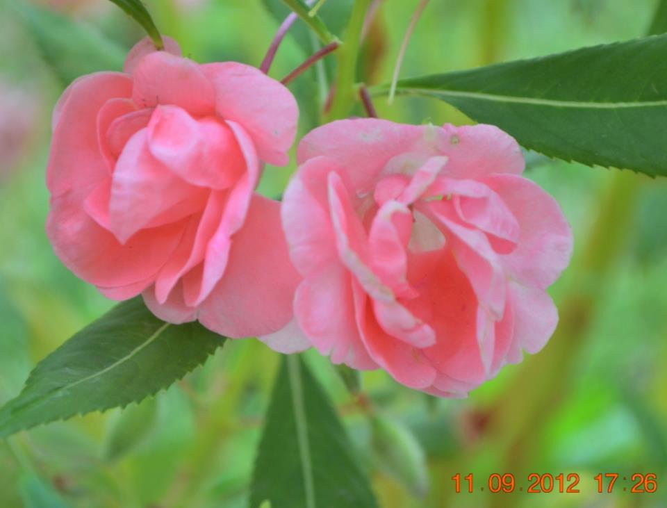 pokok herba,bunga, ulaman dan segala jenis tumbuhan: bunga keembong ...