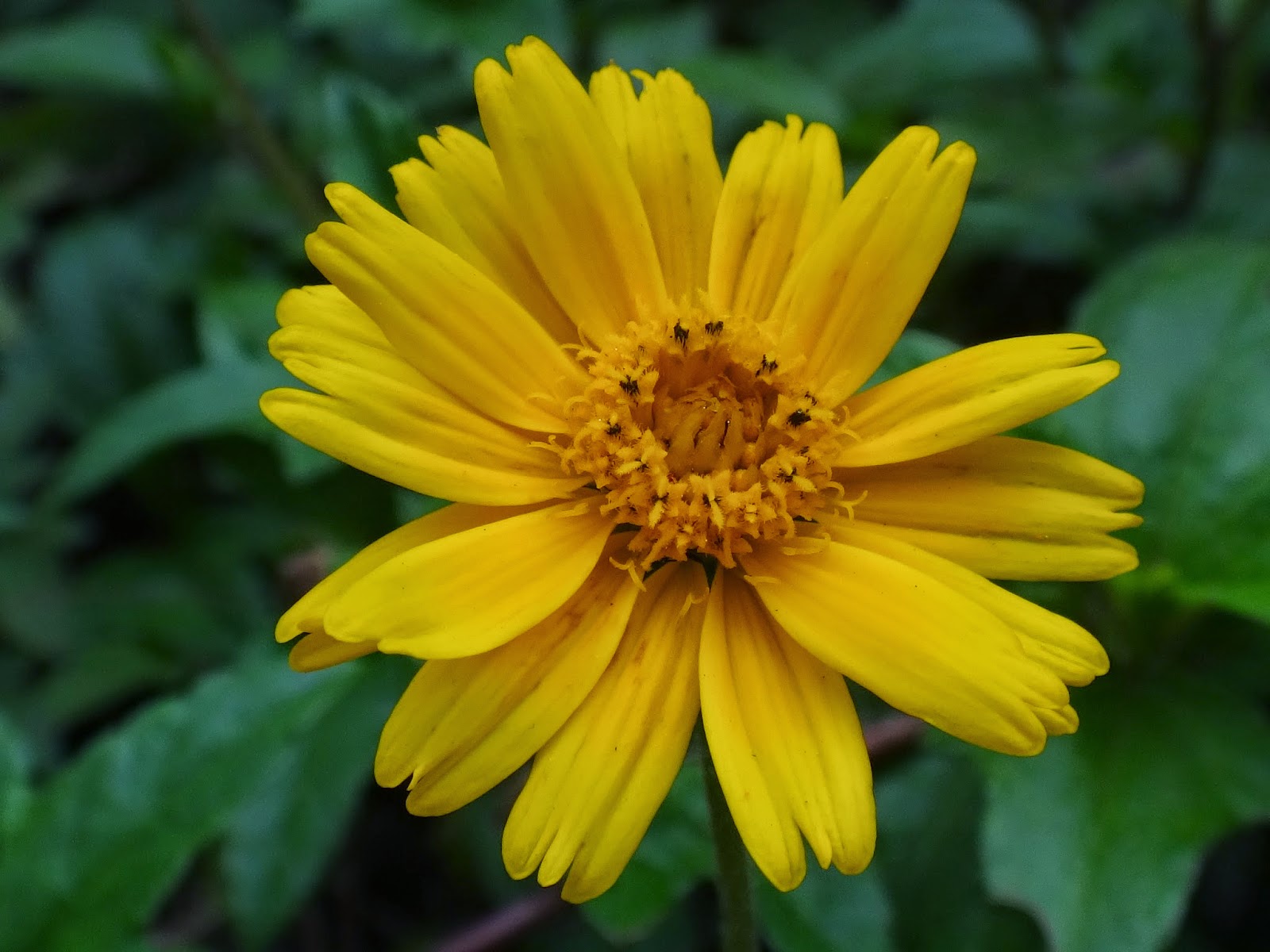 Uma flor por dia: Vedélia