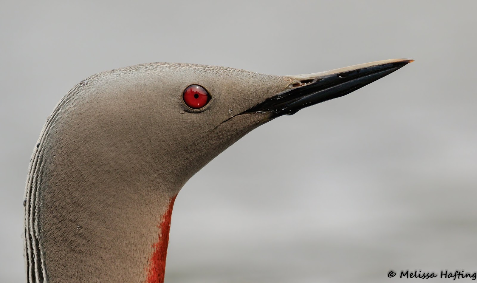 A magical moment with a Red-throated Loon