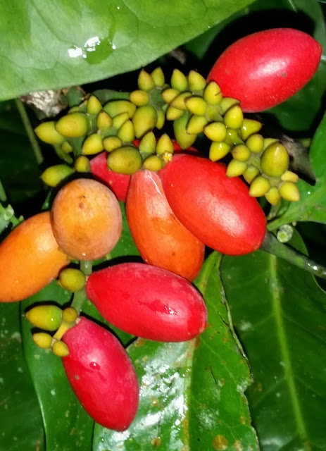 Warisan Petani: Pokok Belinjau.