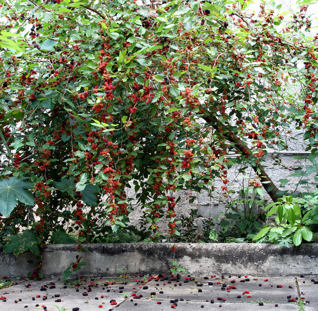 Amora Black Mulberry - Amoreira (Árvore) - Morus nigra