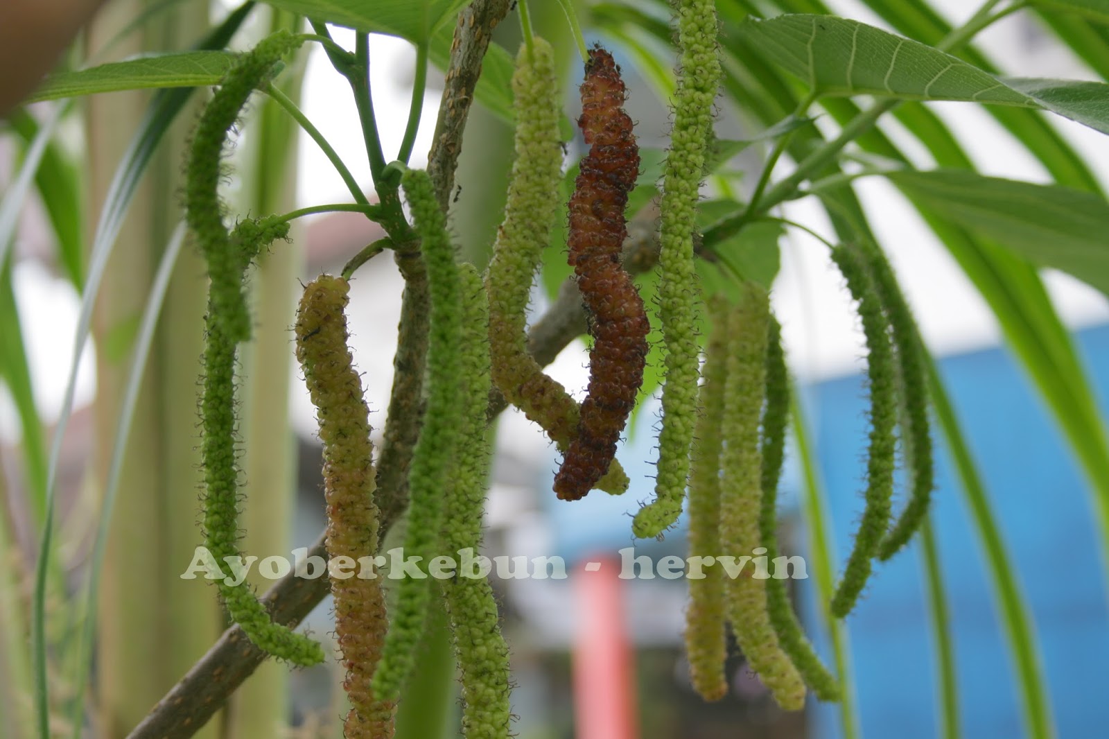 Ayo berkebun: Long Murbei