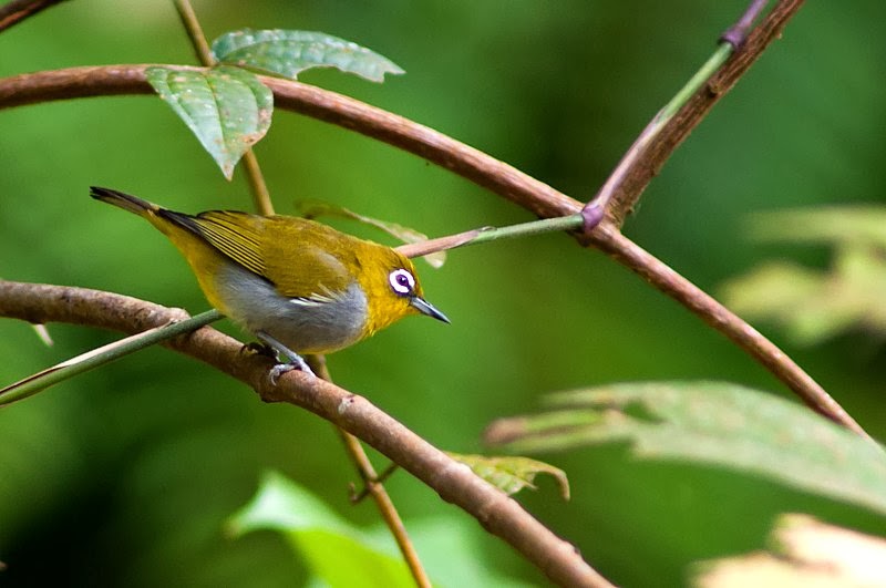 Adiza saidi: BURUNG - BURUNG MALAYSIA