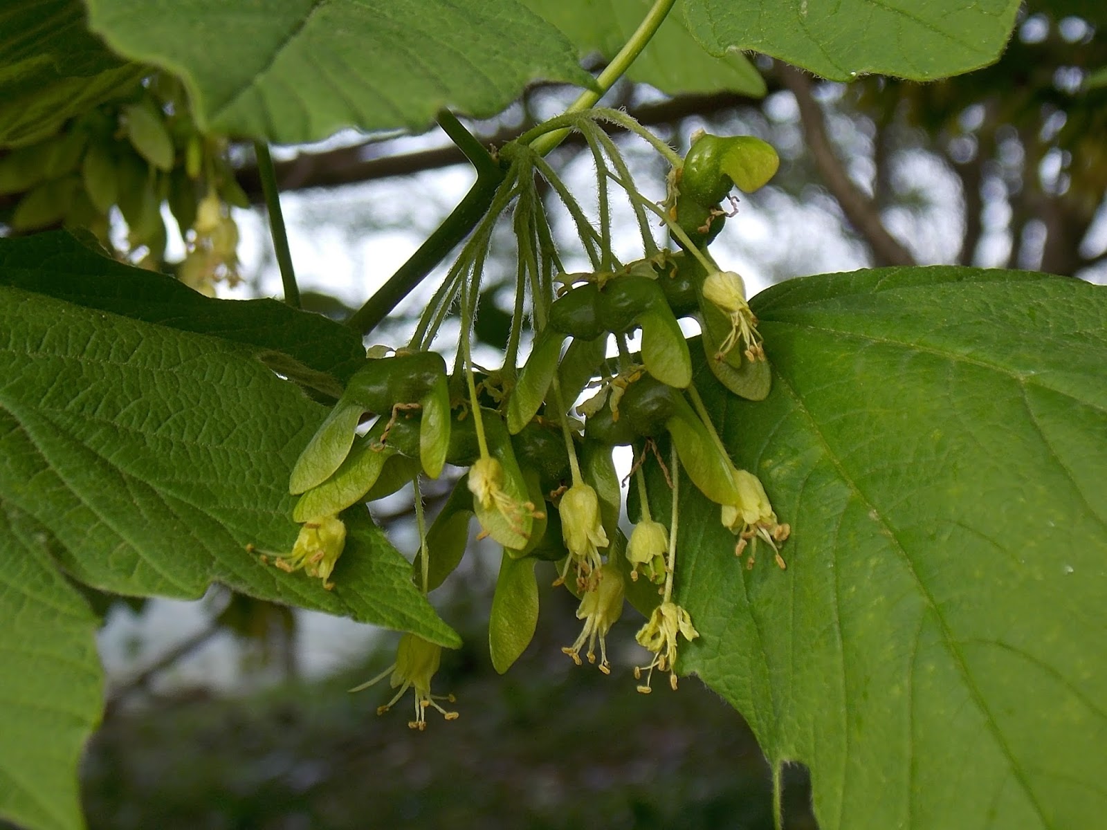 Acer opalus Mill. subsp. obtusatum (Waldst. & Kit. ex Willd.) Gams
