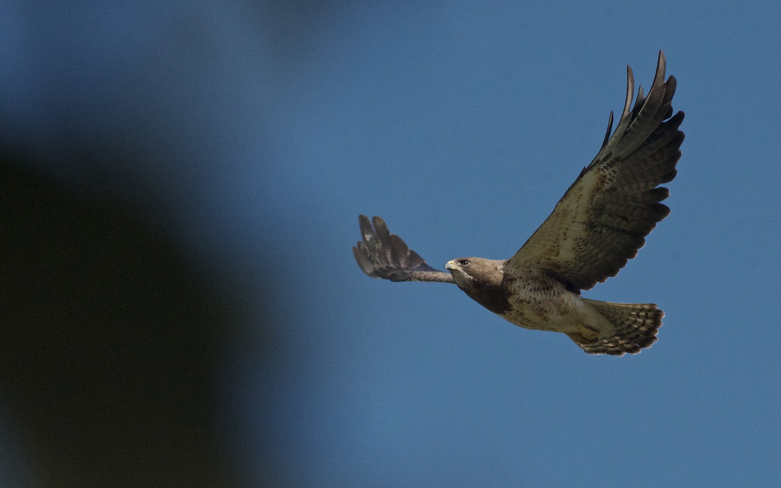 Swainson's Hawk Watch: Female Hawk gathers more leaves