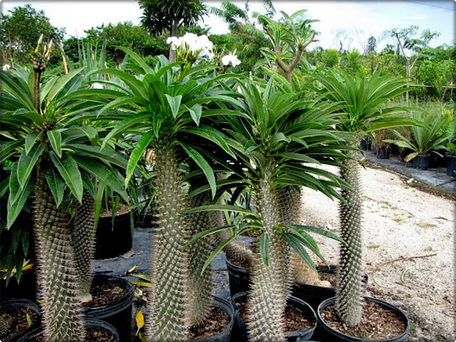 Pachypodium How to Grow and Care...